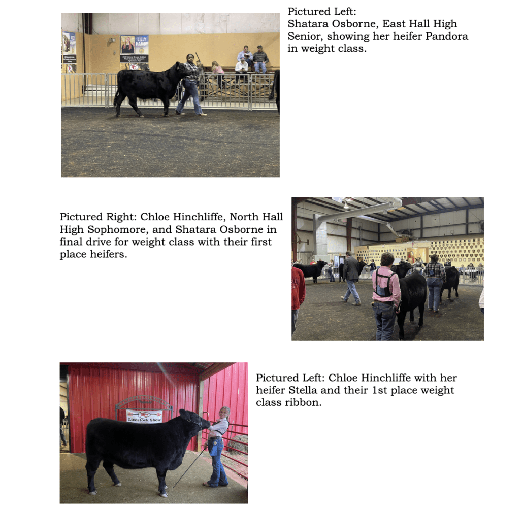 FFA Alumni Steer & Heifer Show Placings - Hall County Schools